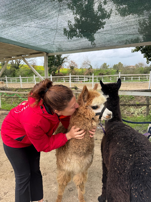 Alpaca Experience